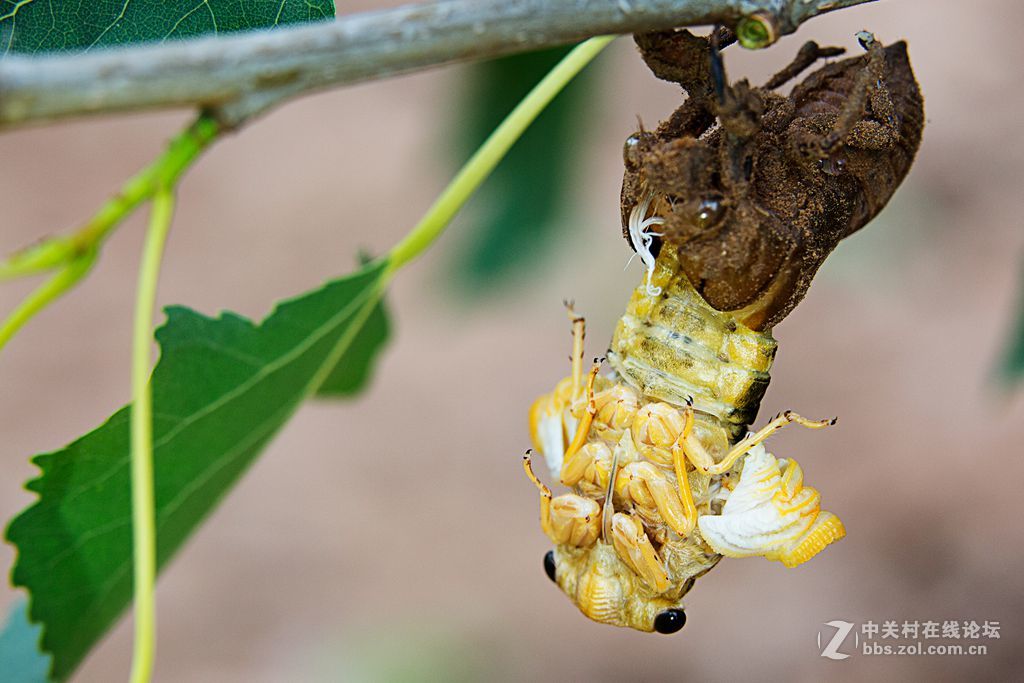 金蝉脱壳-中关村在线摄影论坛