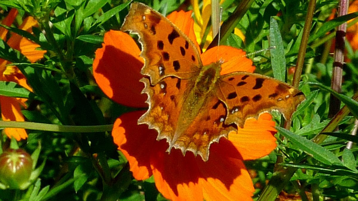 山水园硫华菊-中关村在线摄影论坛