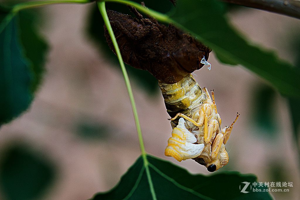 金蝉脱壳-中关村在线摄影论坛