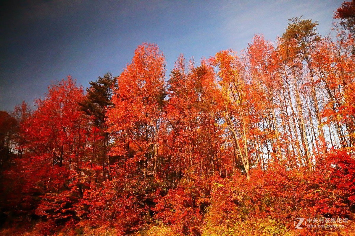美国红枫-中关村在线摄影论坛