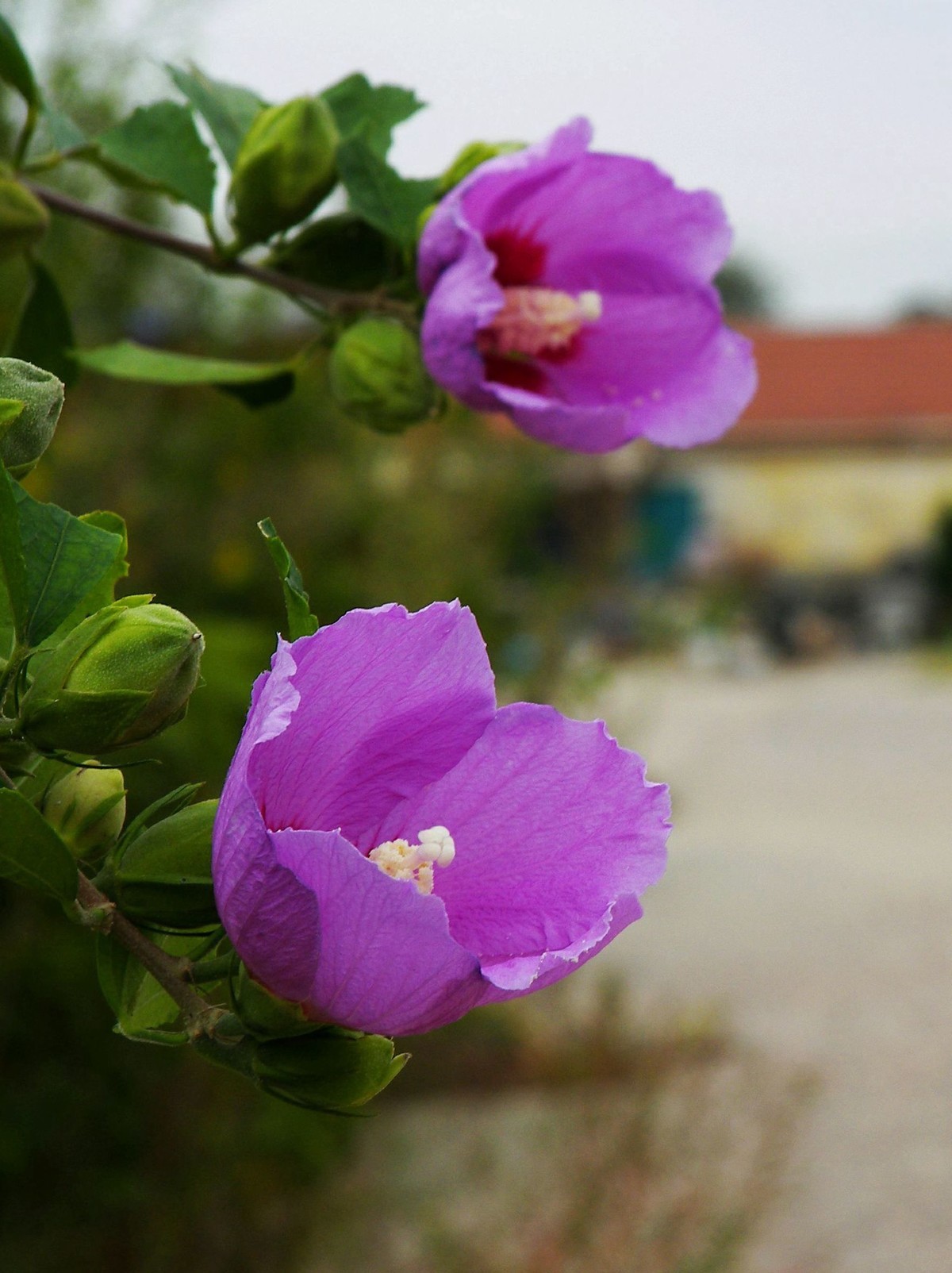 kodak p880《秋日随拍》-中关村在线摄影论坛