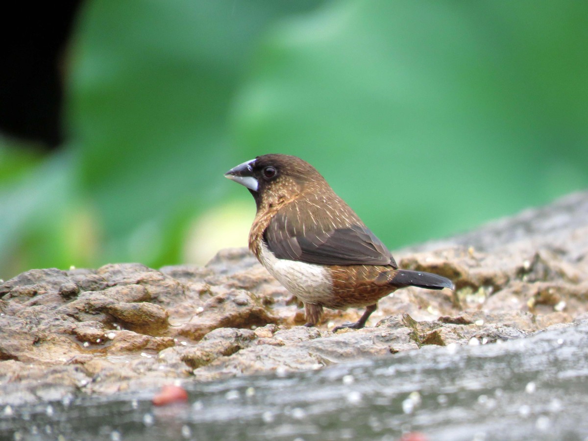 白腰斑文鸟-中关村在线摄影论坛