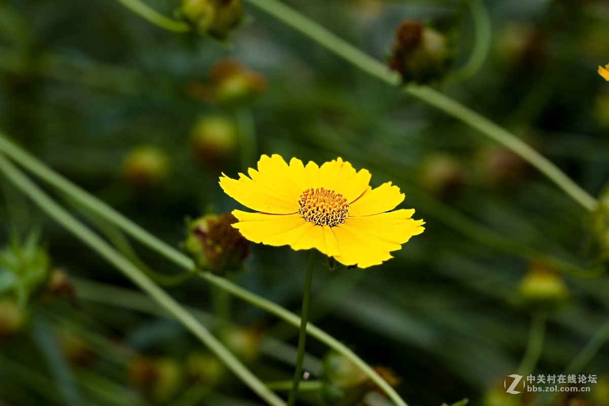 小菊花 4-中关村在线摄影论坛