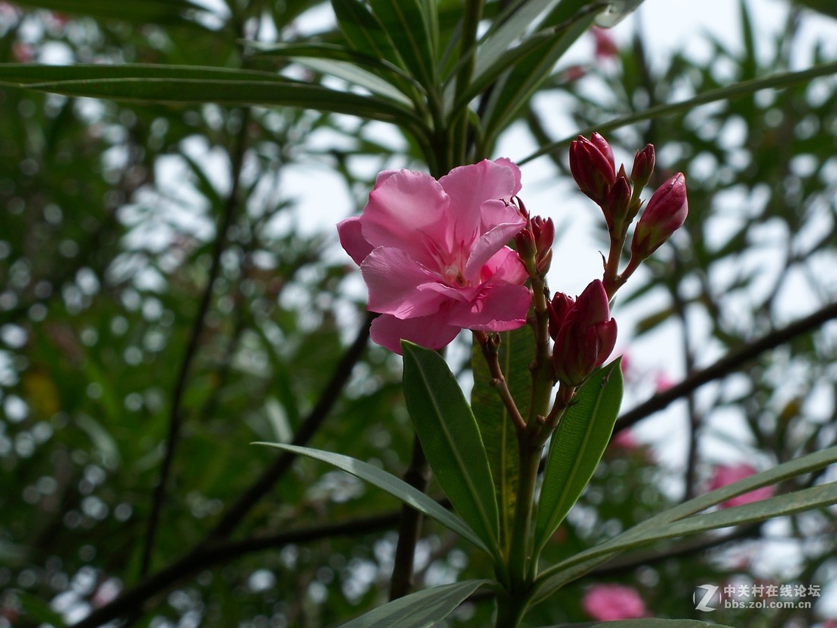 z885几张-中关村在线摄影论坛