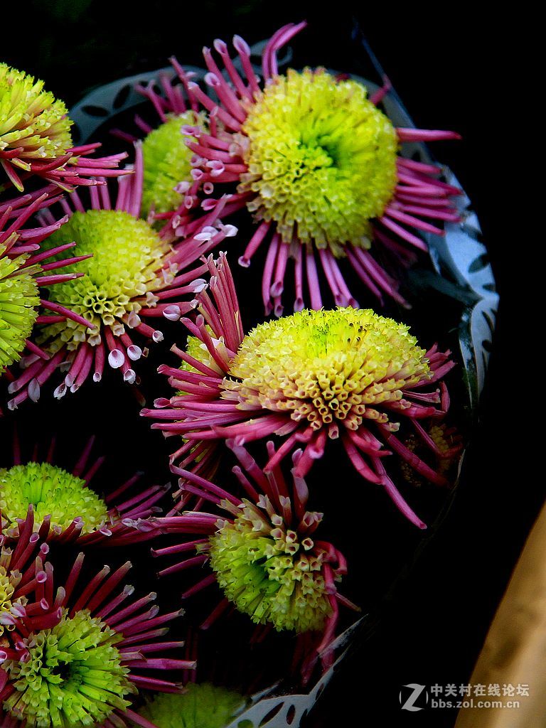初冬的菊花-21-中关村在线摄影论坛
