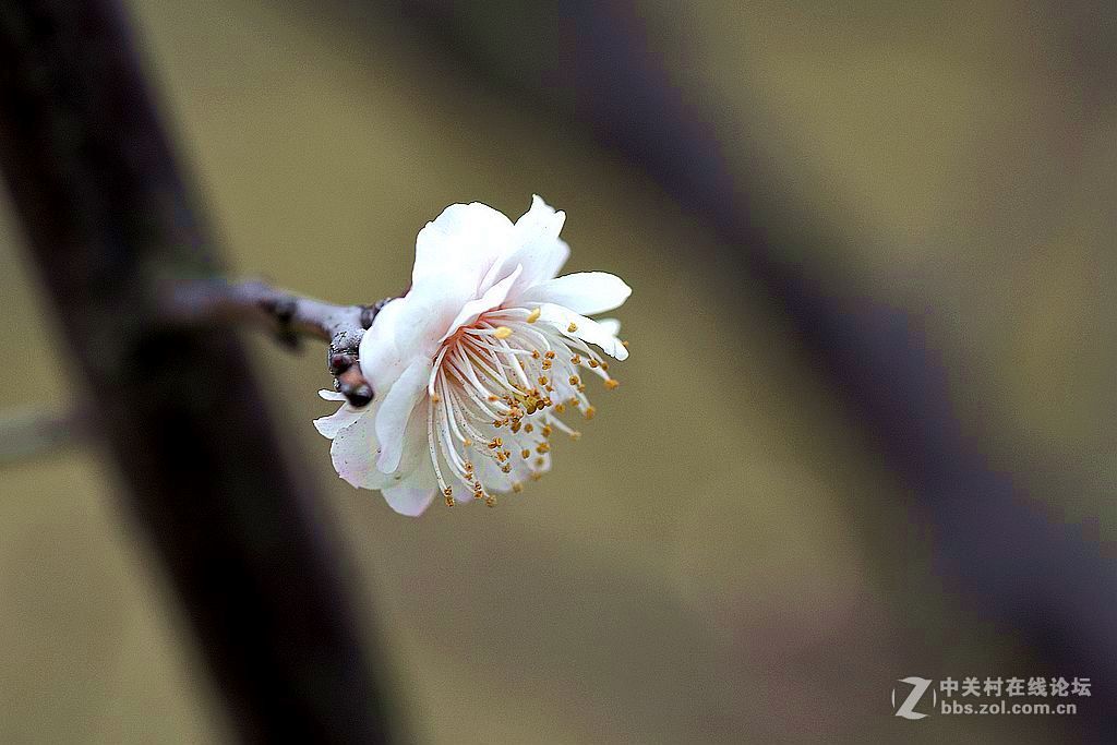 一枝梅-中关村在线摄影论坛