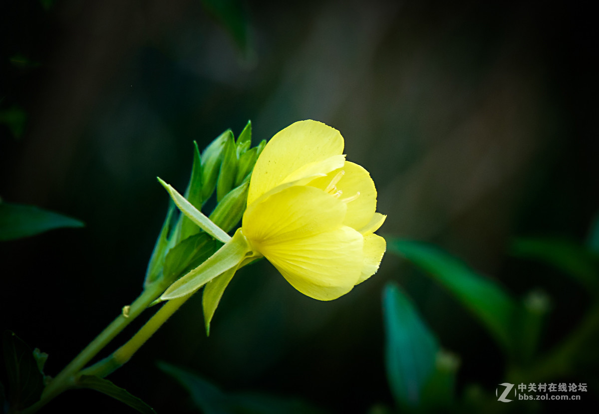 野黄花-中关村在线摄影论坛