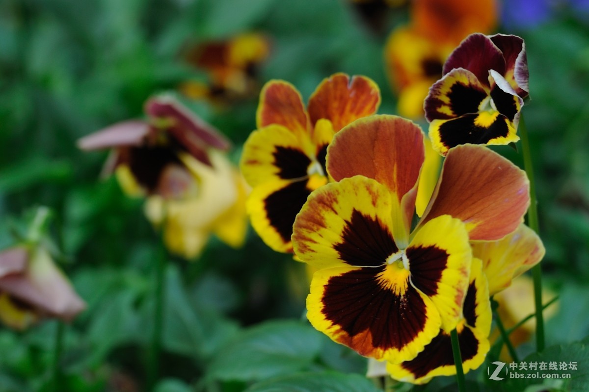 尼康 ais 35-105mm f/3.5-4.5【老头新拍】第一弹-中关村在线摄影论坛