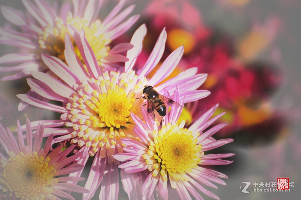 菊韵-中关村在线摄影论坛