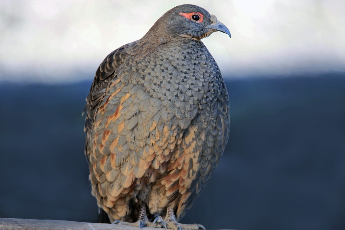 四川雉鹑-中关村在线摄影论坛