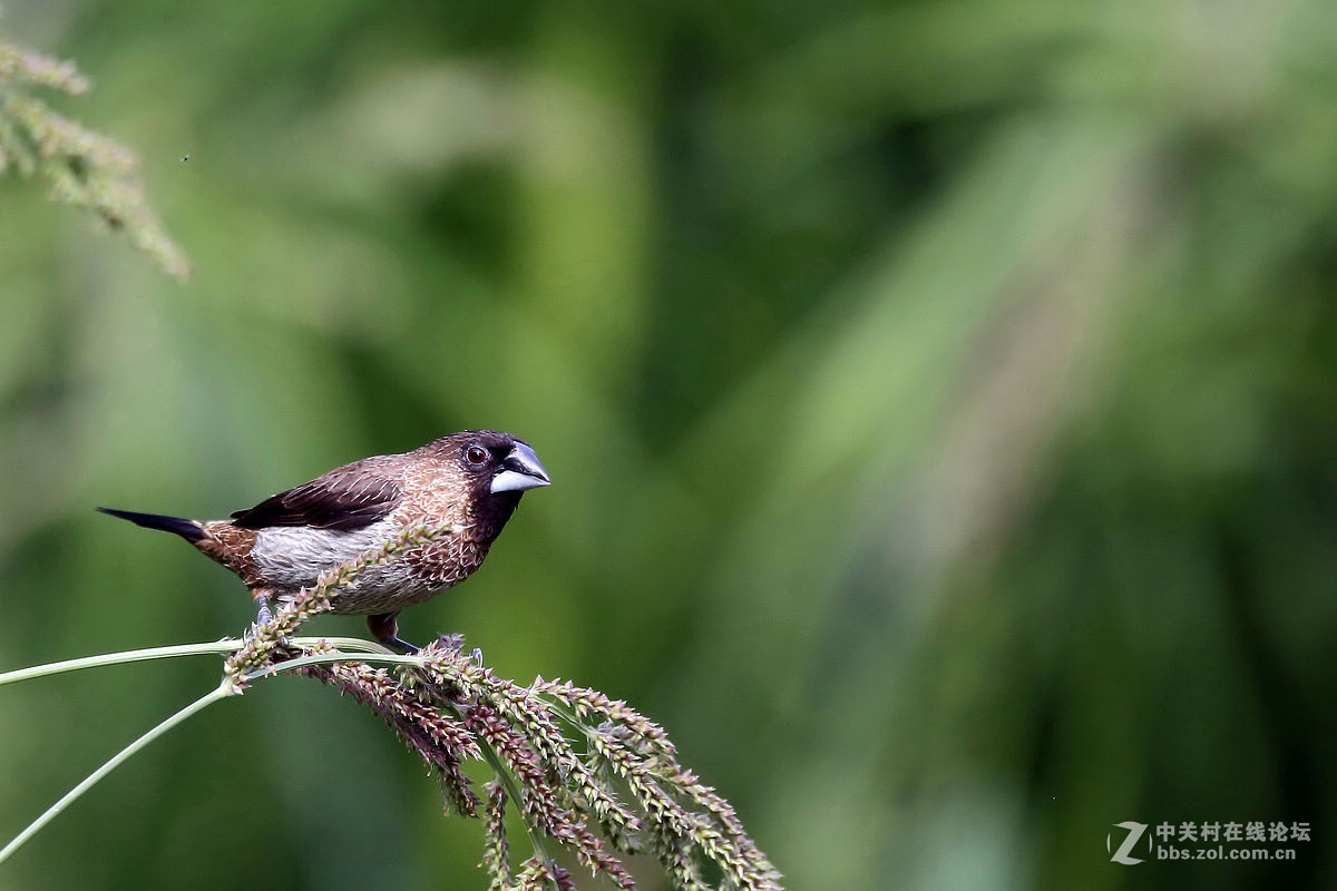 草丛中的白腰文鸟-中关村在线摄影论坛
