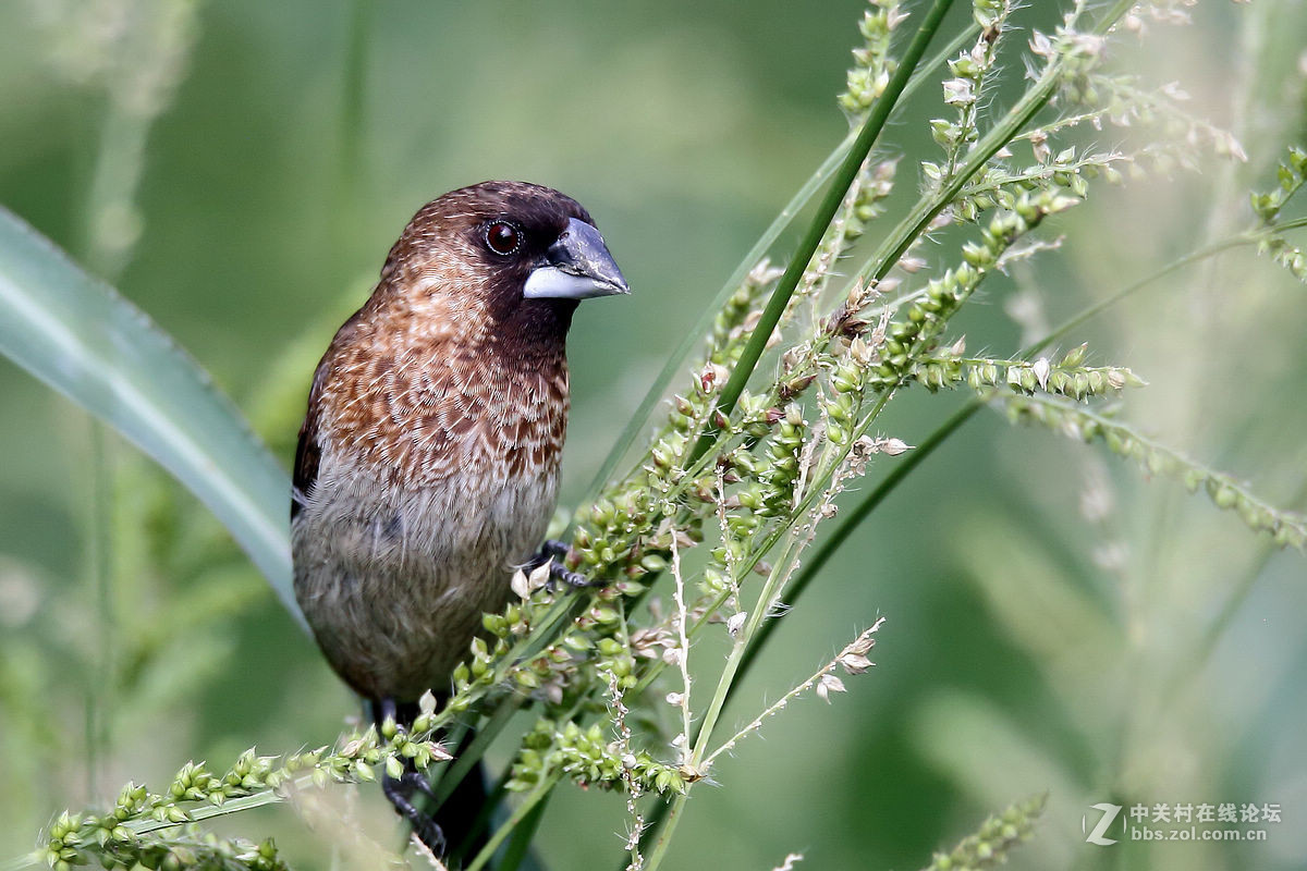 【高清图】草丛中的白腰文鸟-中关村在线摄影论坛
