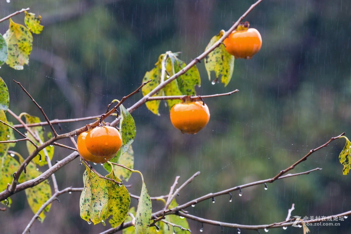 柿林秋曲8----柿子红了（四）-中关村在线摄影论坛