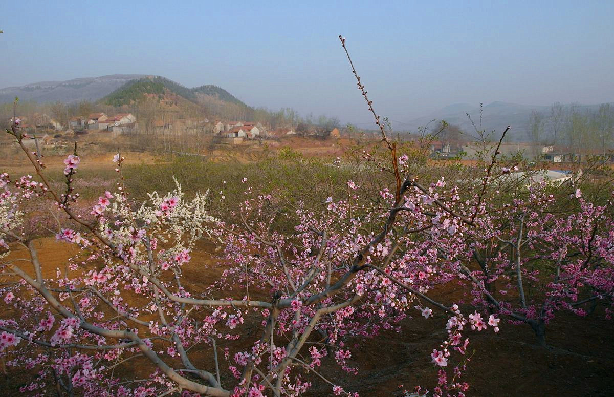 『沐浴在春日的山野里』123...14P-中关村在线摄影论坛