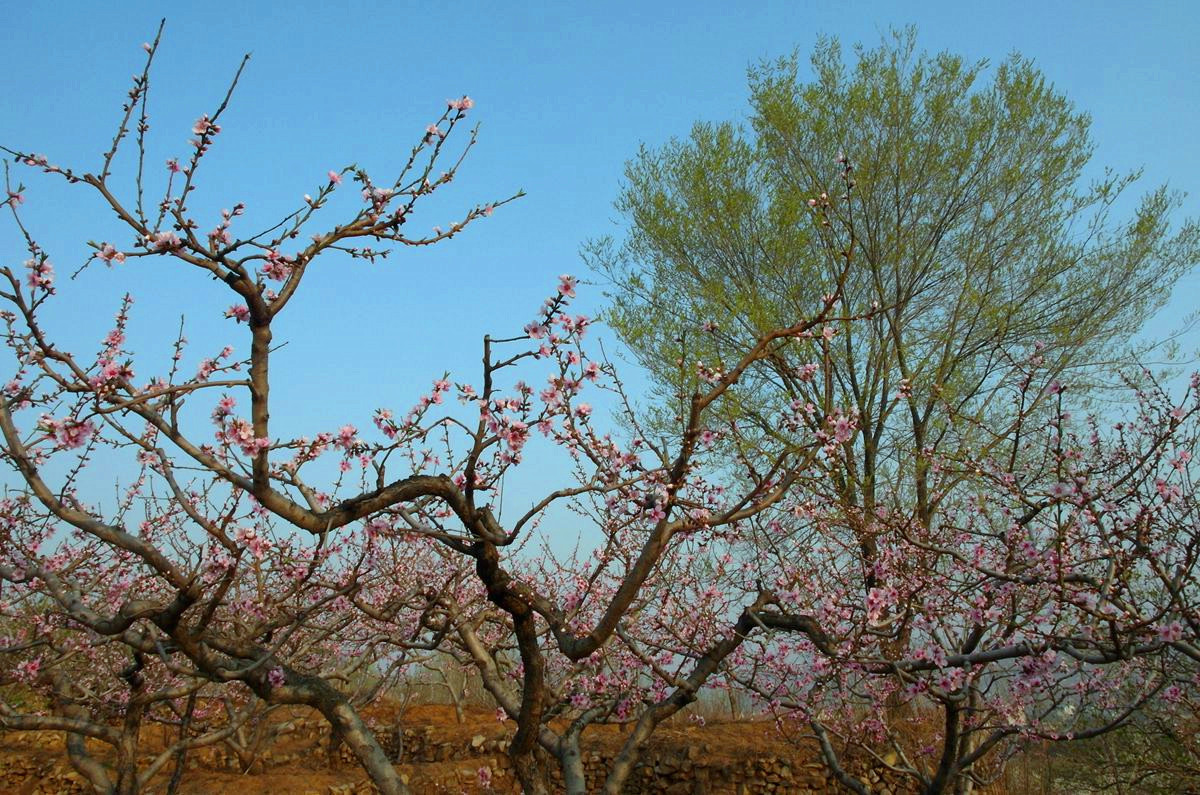 『沐浴在春日的山野里』123...14P-中关村在线摄影论坛