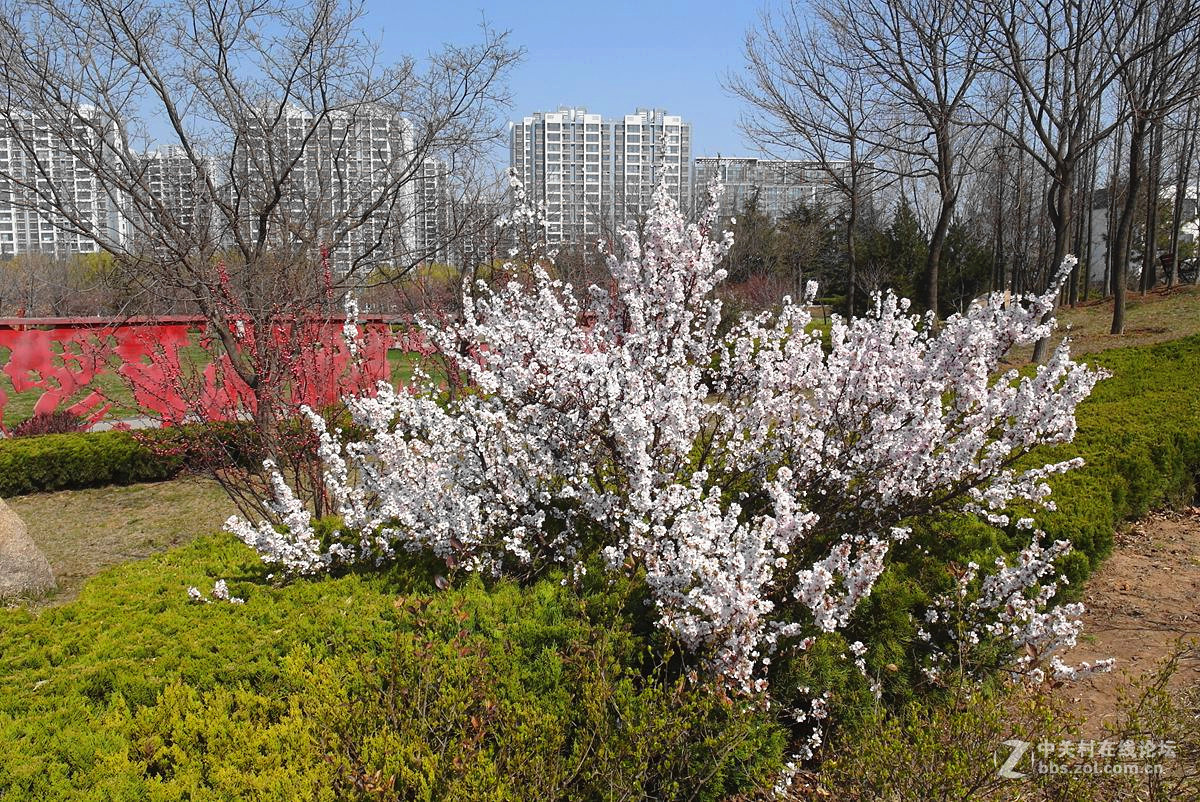 『花开时节』123...11p-中关村在线摄影论坛