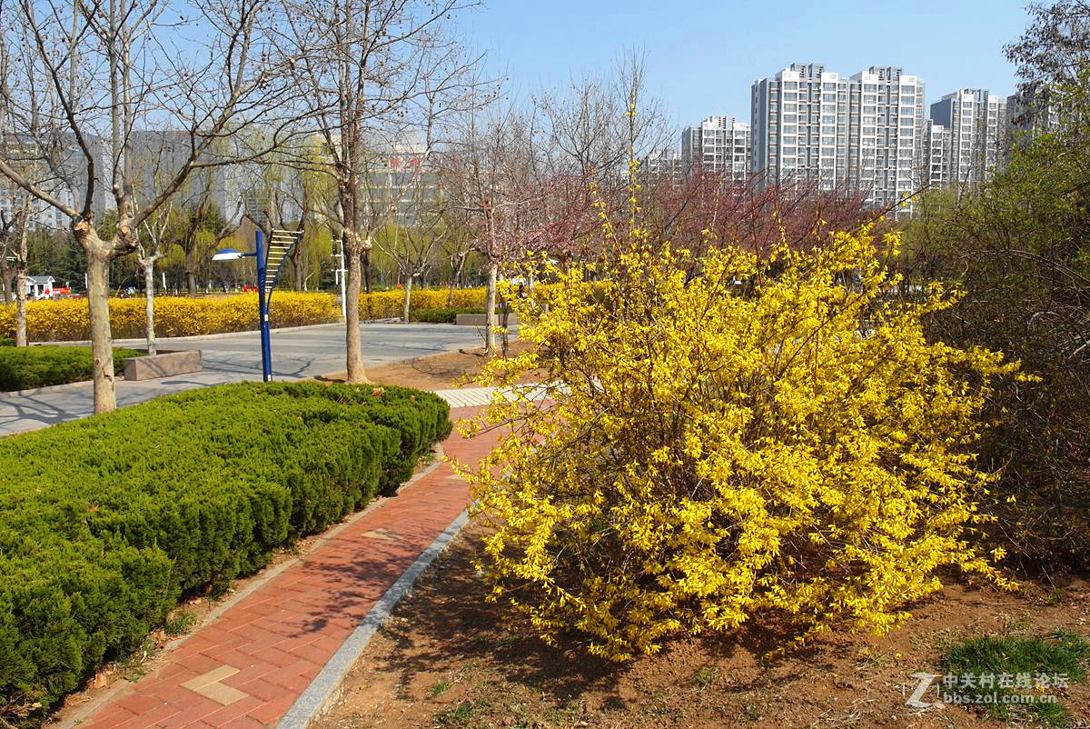 『花开时节』123...11p-中关村在线摄影论坛