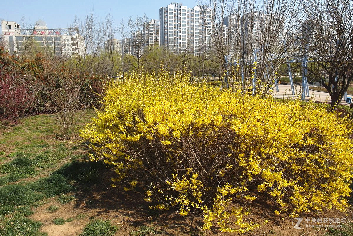 『花开时节』123...11p-中关村在线摄影论坛