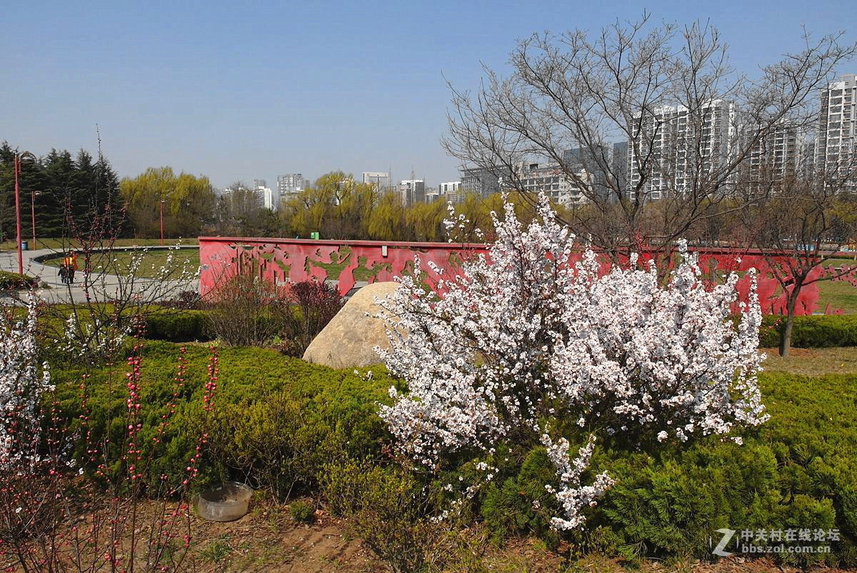 『花开时节』123...11p-中关村在线摄影论坛