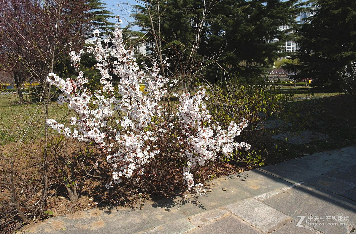 『花开时节』123...11p-中关村在线摄影论坛