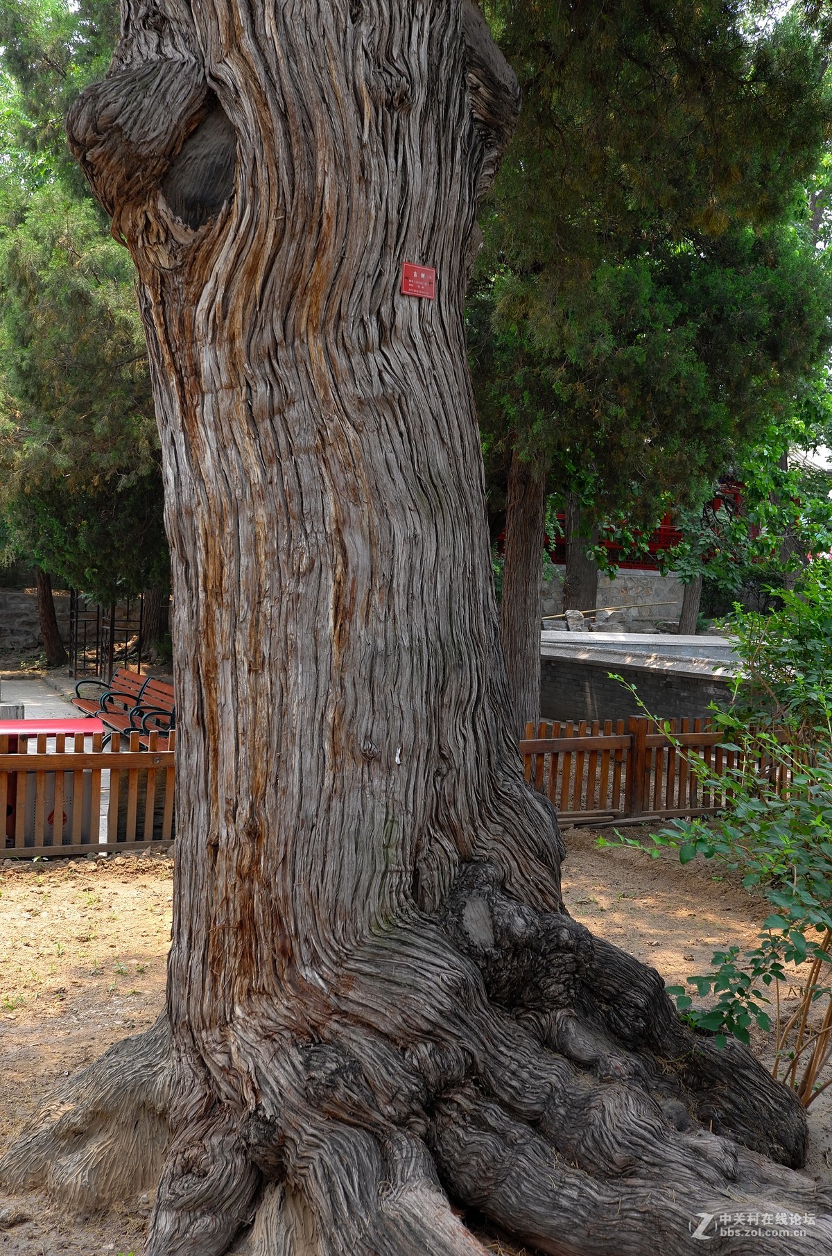 北京大觉寺里面的千年古树。-中关村在线摄影论坛