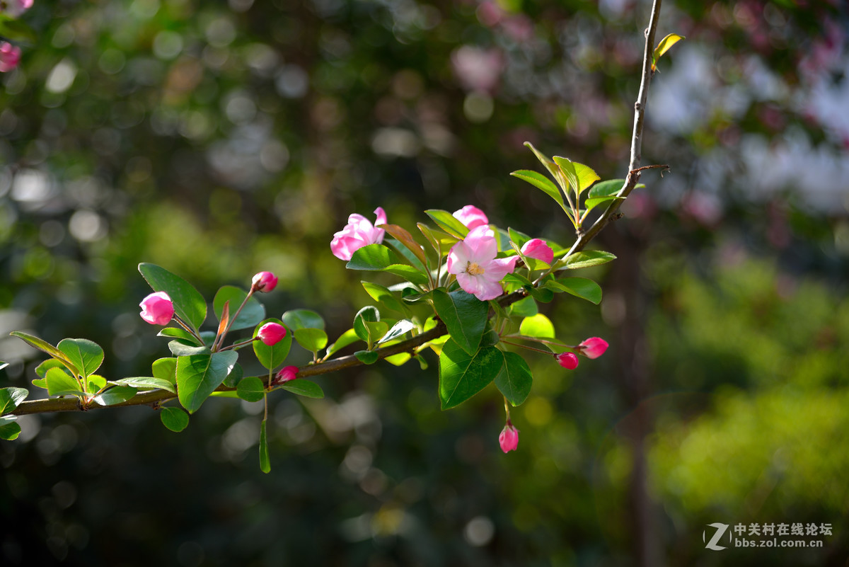 2017门前的海棠-中关村在线摄影论坛