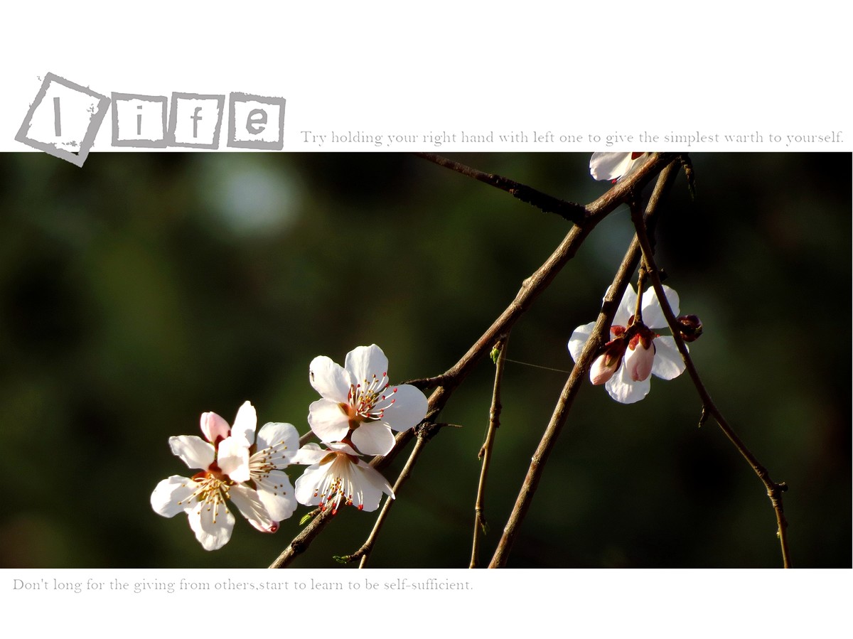 春之花-中关村在线摄影论坛