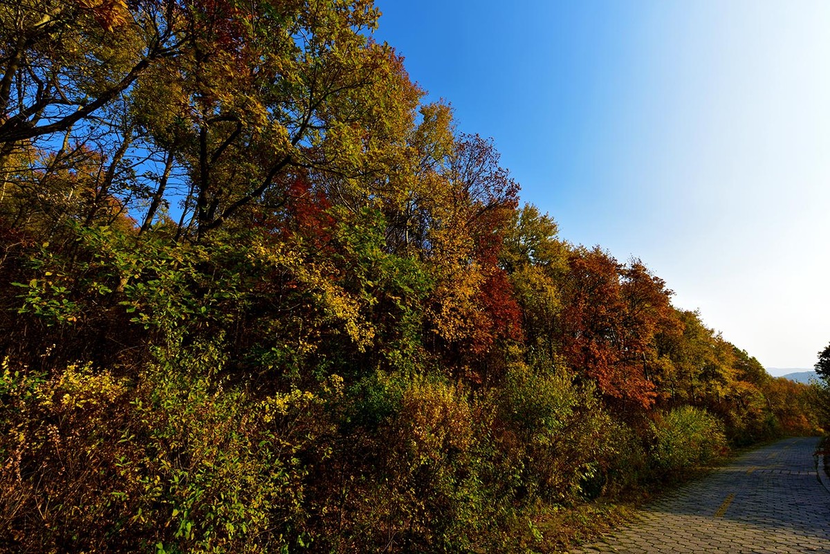 秋色-中关村在线摄影论坛