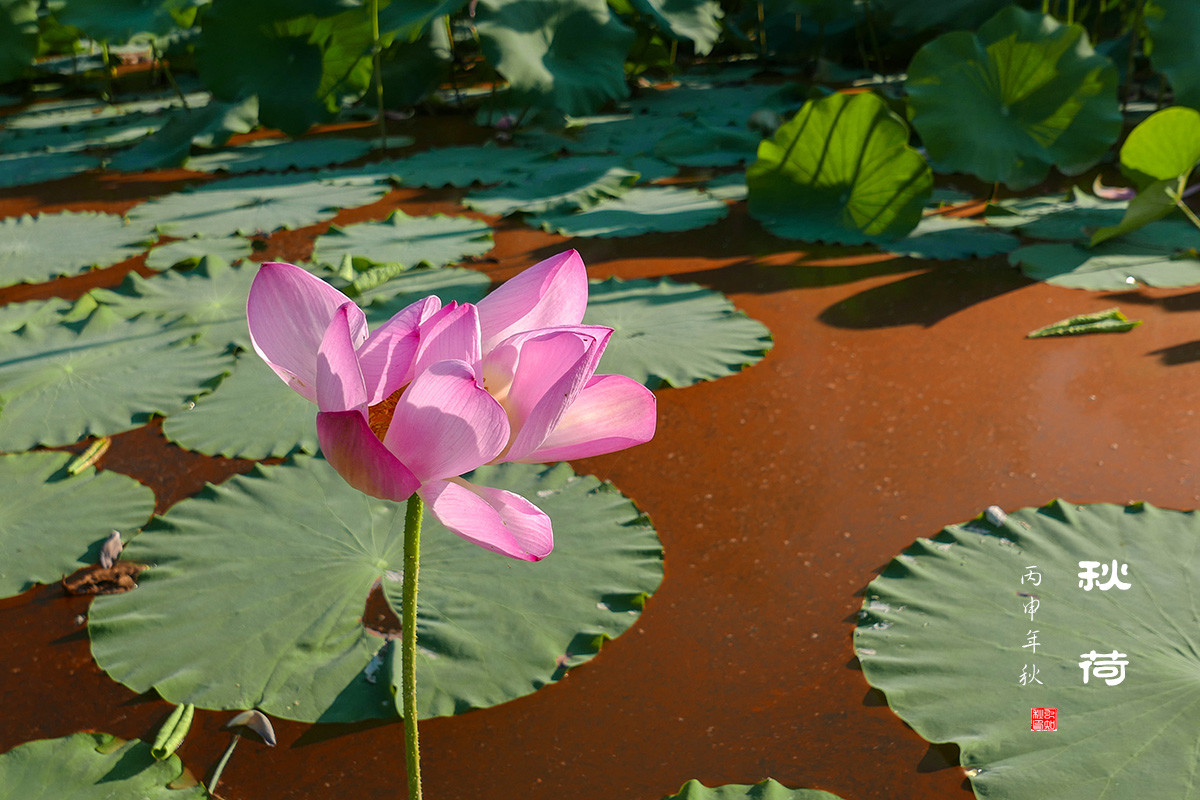 秋荷d-中关村在线摄影论坛