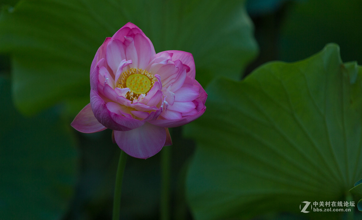 又是一年荷花季-中关村在线摄影论坛