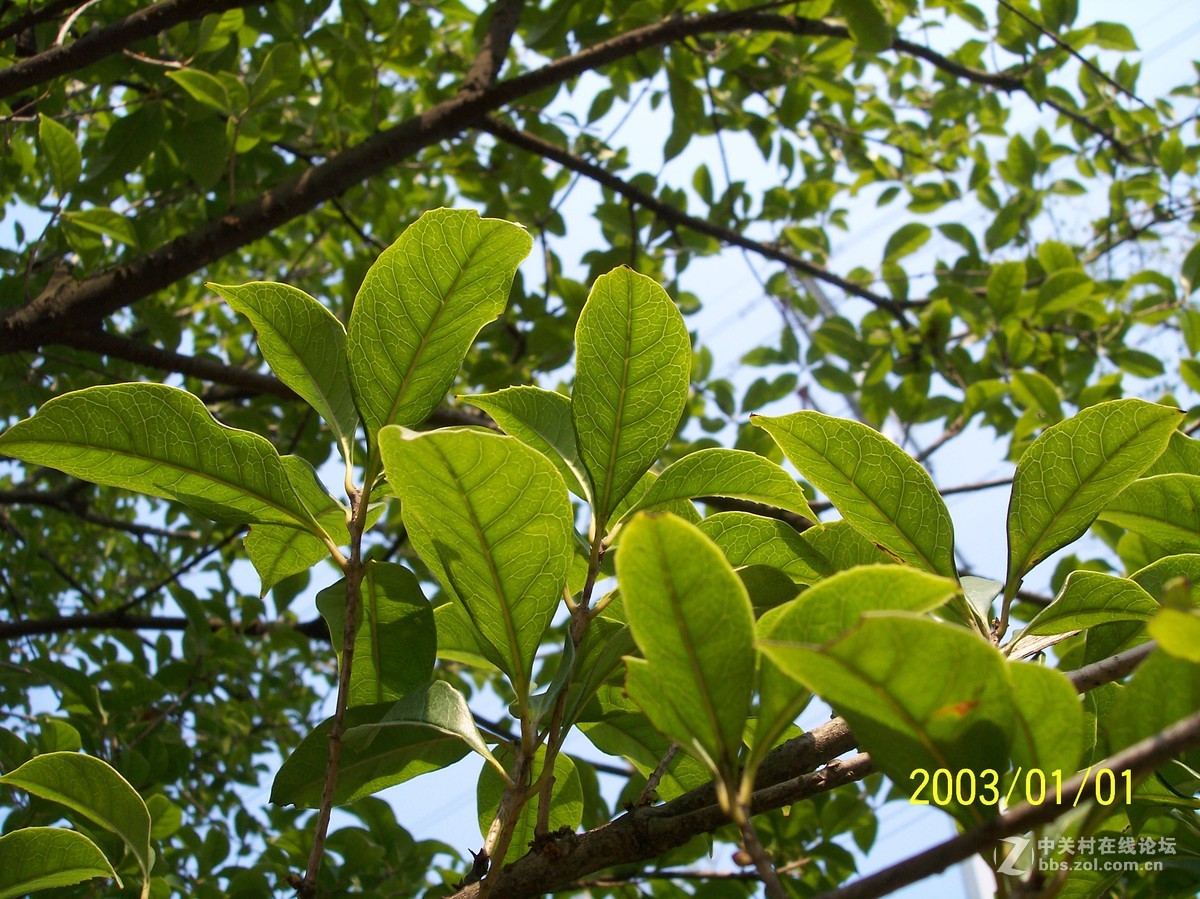 dx4530我要我的色彩-中关村在线摄影论坛