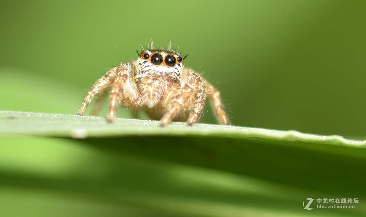 小小跳珠-中关村在线摄影论坛