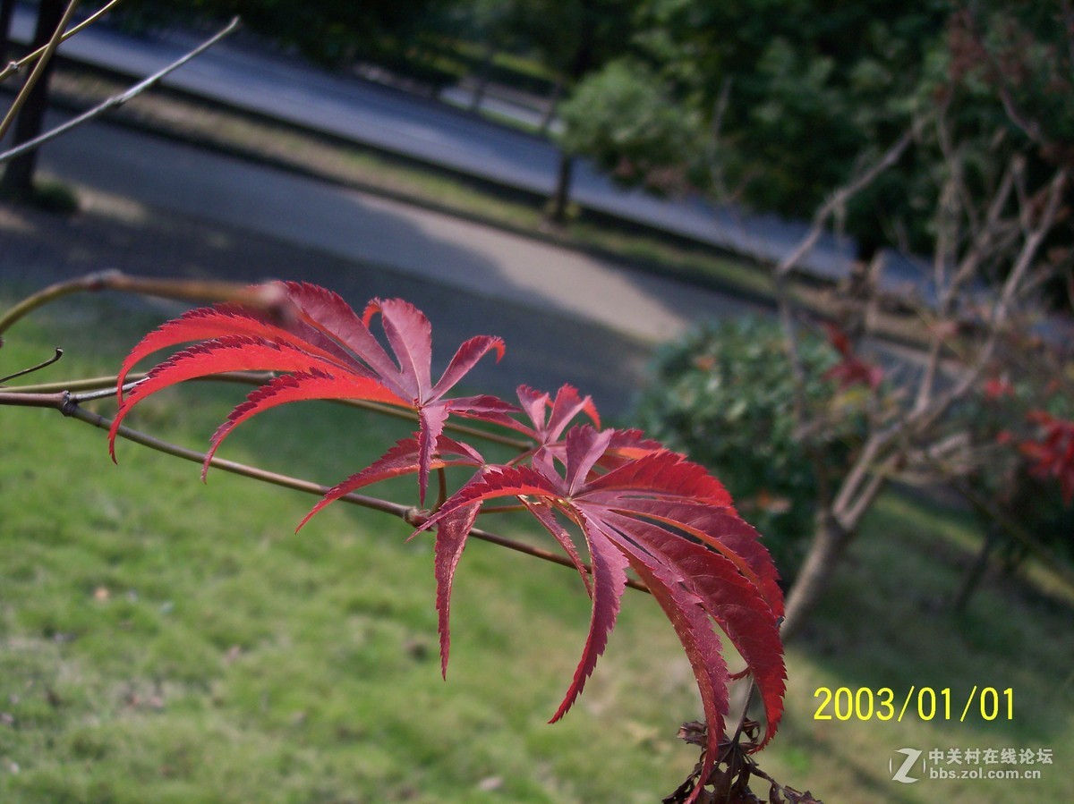 dx4530我要我的色彩-中关村在线摄影论坛