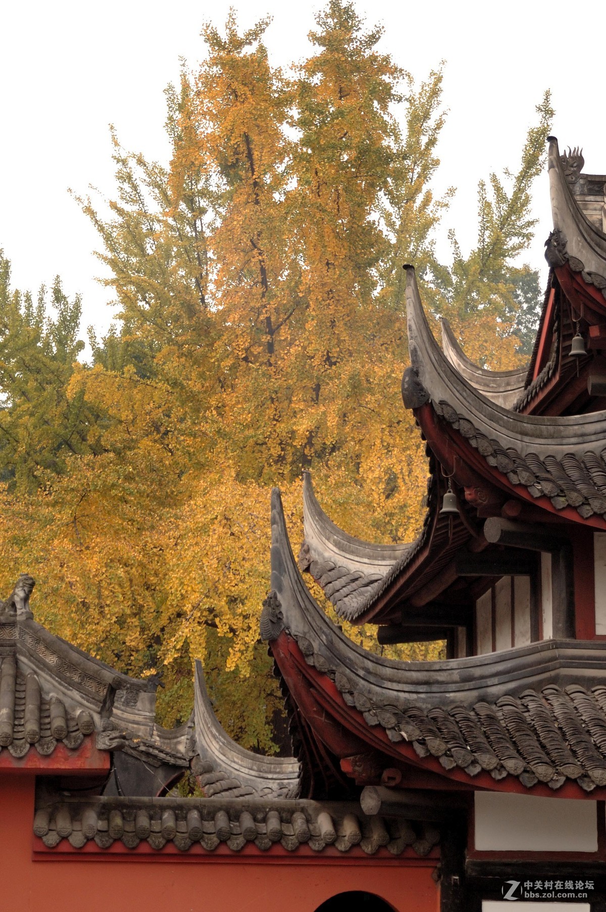成都文殊院的秋日！-中关村在线摄影论坛