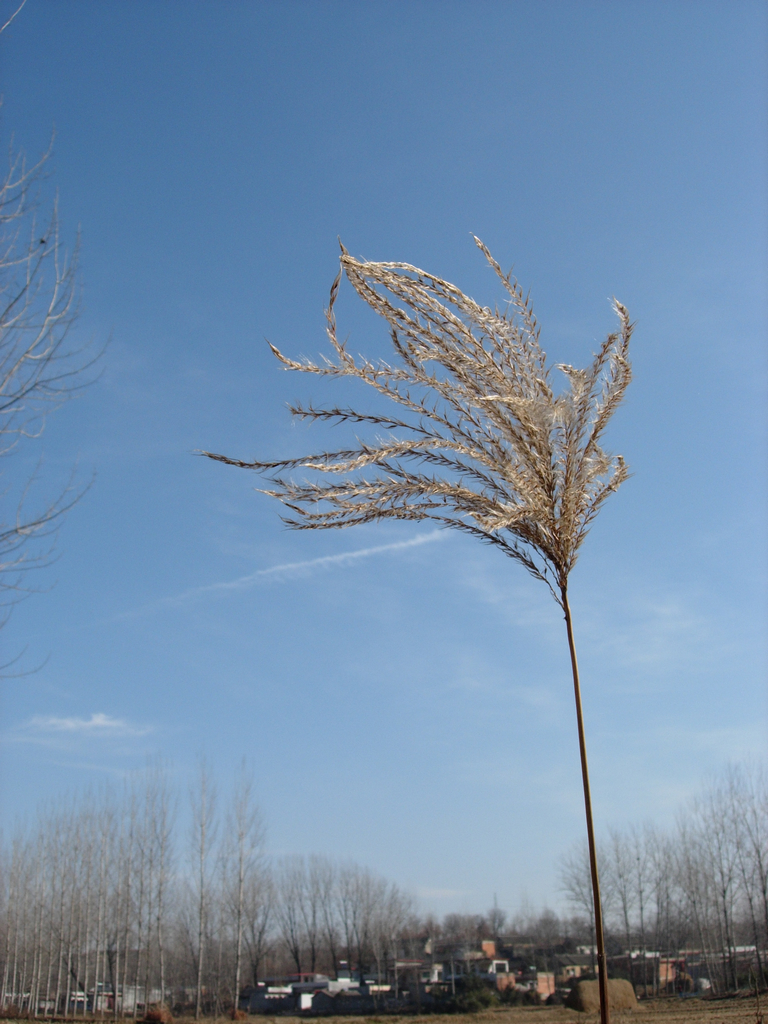 冬日乡野（尼康E5200）-中关村在线摄影论坛