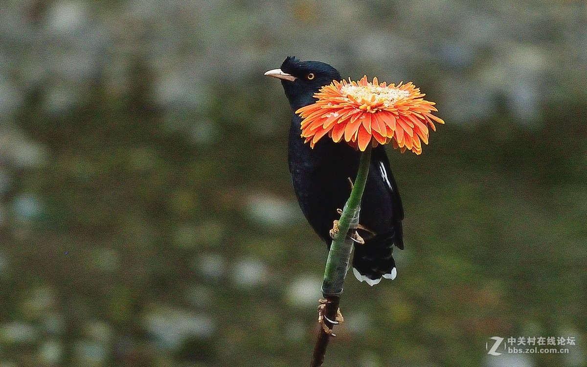 黑八哥与黄菊花......-中关村在线摄影论坛