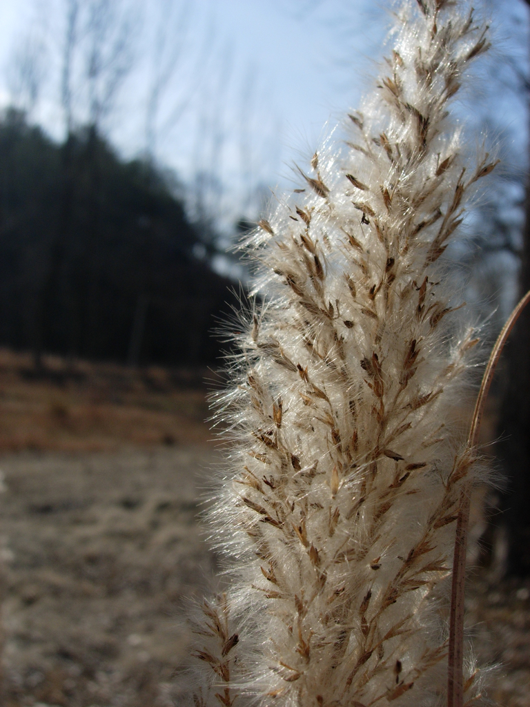 冬日乡野（尼康E5200）-中关村在线摄影论坛