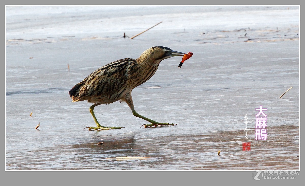 大麻鳽170108(2)-中关村在线摄影论坛
