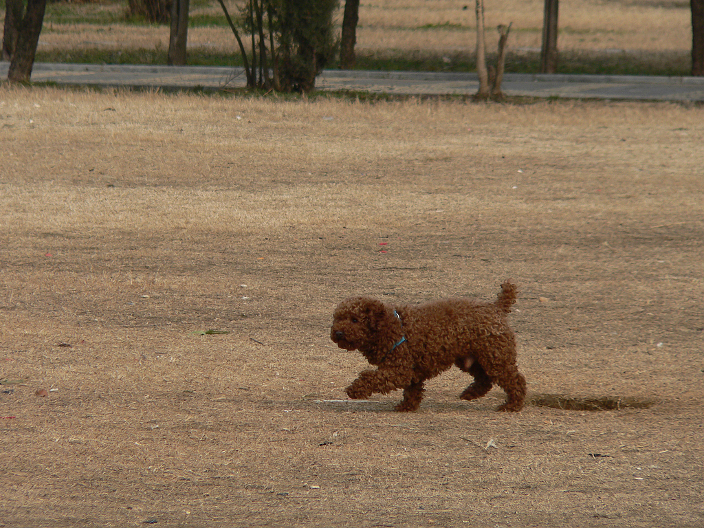 古老的长焦机试拍（松下FZ20）-中关村在线摄影论坛