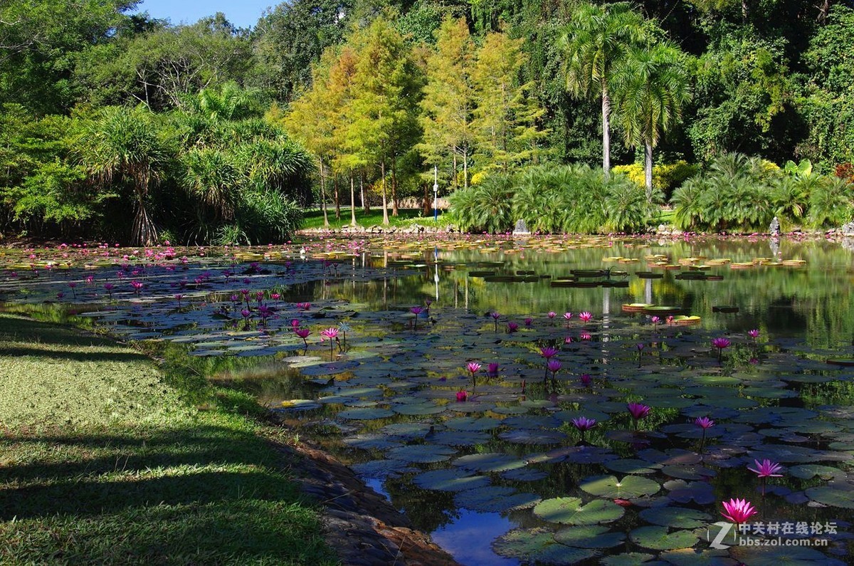 『2019新春快乐』123...15P-中关村在线摄影论坛