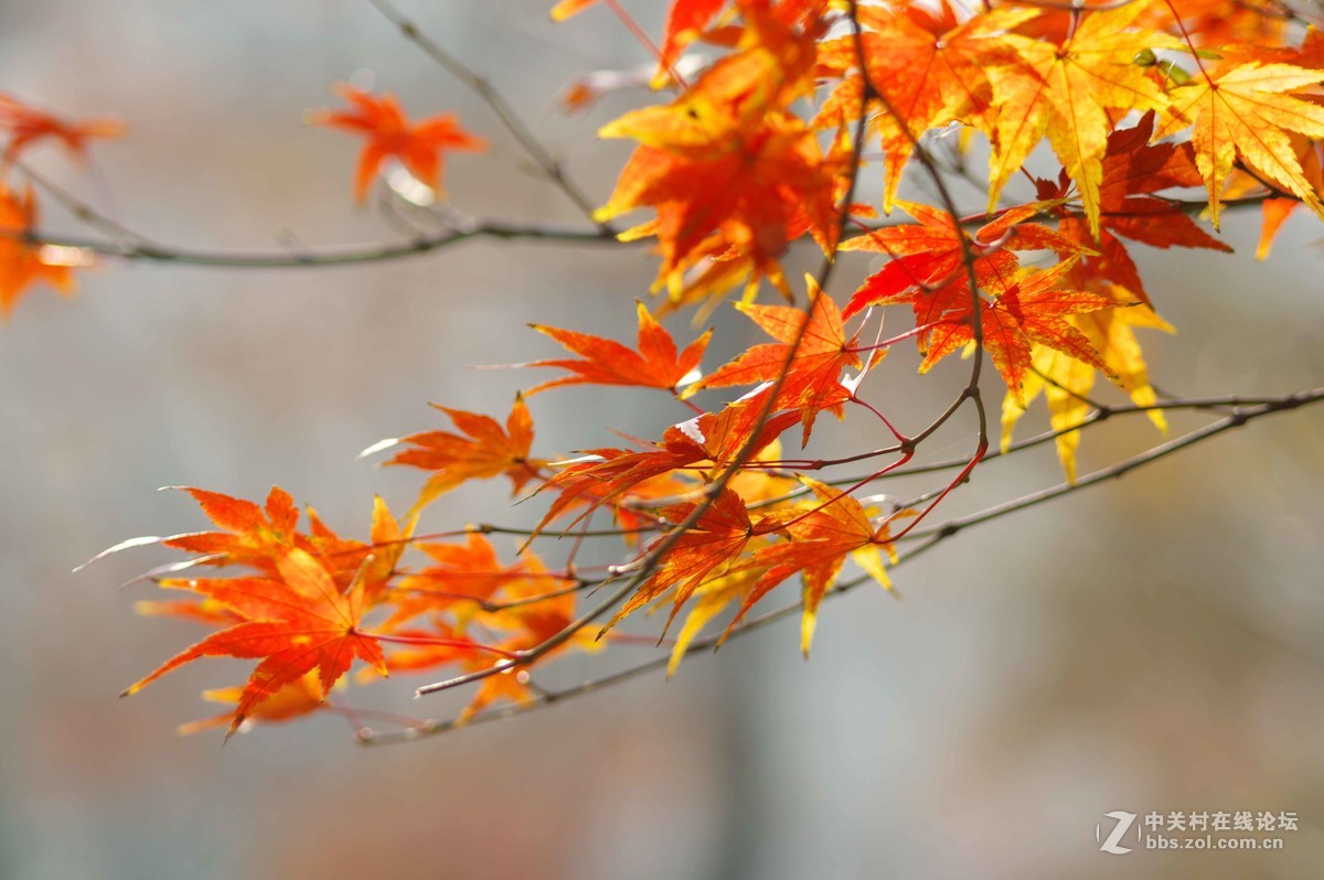 中山植物园的红枫岗，-中关村在线摄影论坛