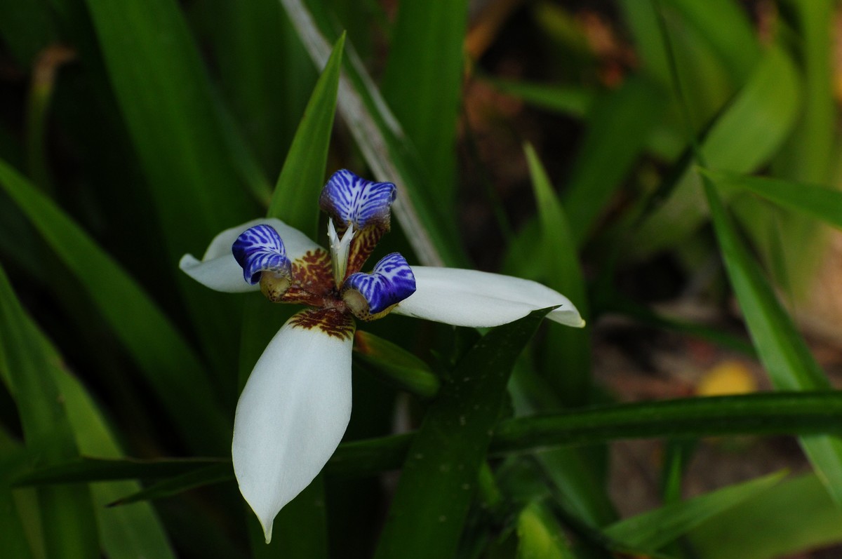 兰花-中关村在线摄影论坛