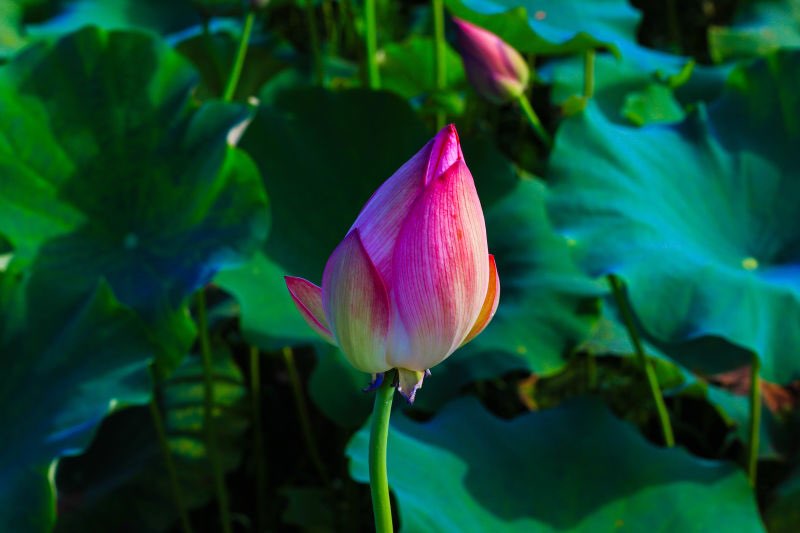 550D 15-85新手拍片-中关村在线摄影论坛