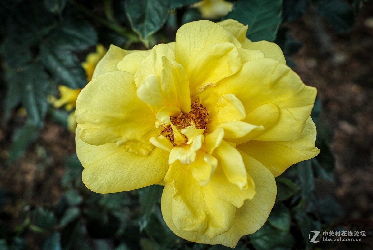 DP1M入手，试拍几张-中关村在线摄影论坛