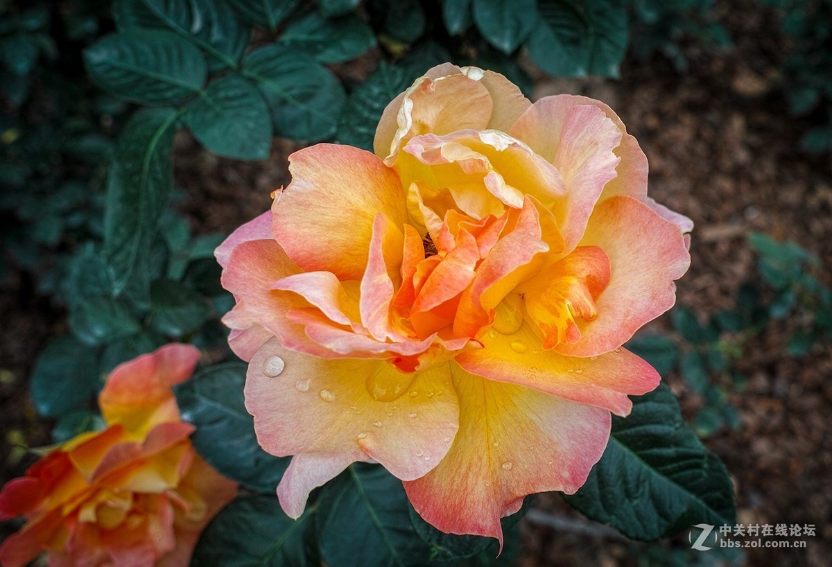 DP1M入手，试拍几张-中关村在线摄影论坛