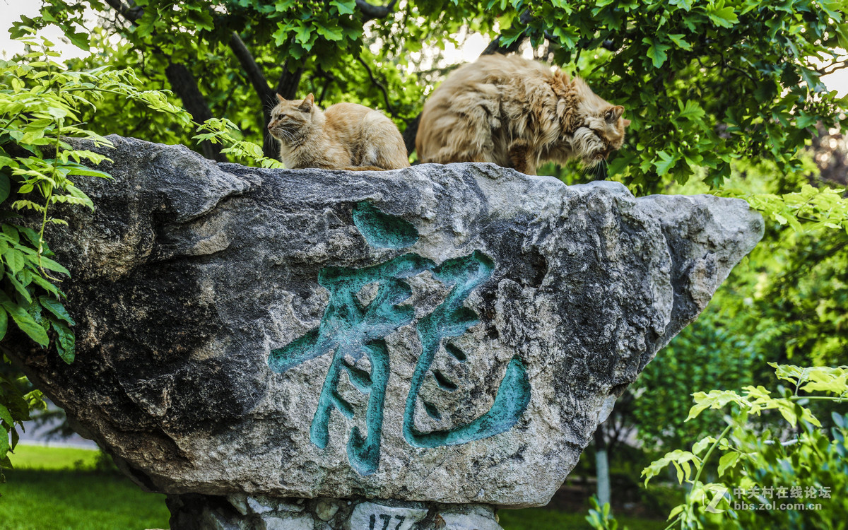 北京龙潭湖公园龙字石林2（请假贴）、祝大家端午节快乐！-中关村在线摄影论坛
