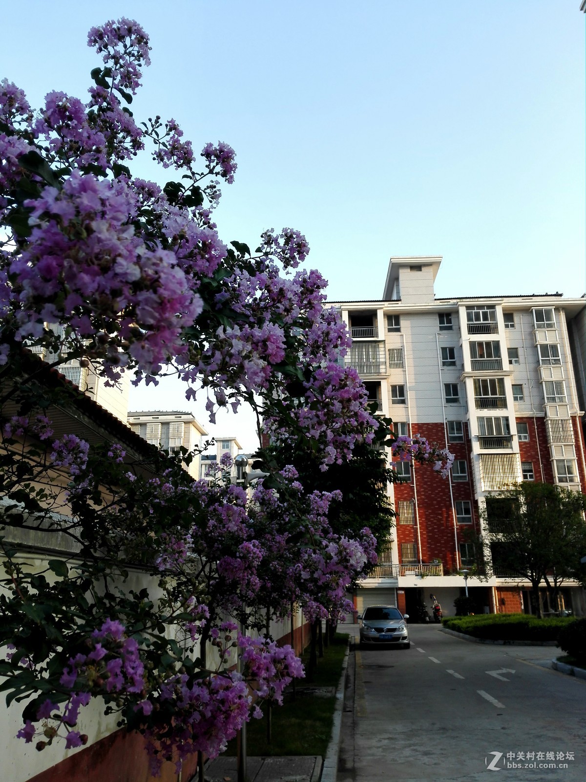 华为MATE7 之 花儿朵朵-中关村在线摄影论坛