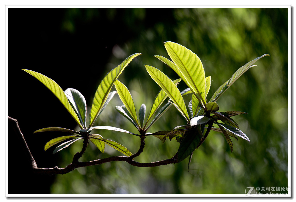腾龙A009试镜-中关村在线摄影论坛
