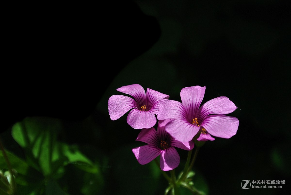 酢浆草-中关村在线摄影论坛