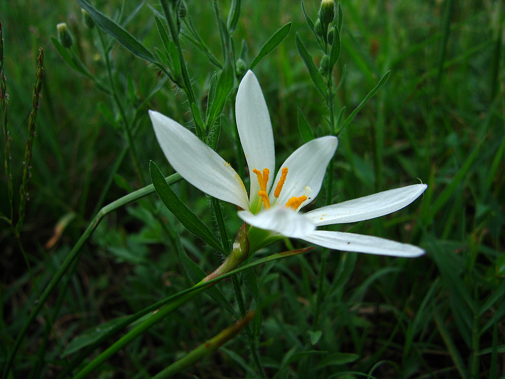 开在秋天的花-中关村在线摄影论坛